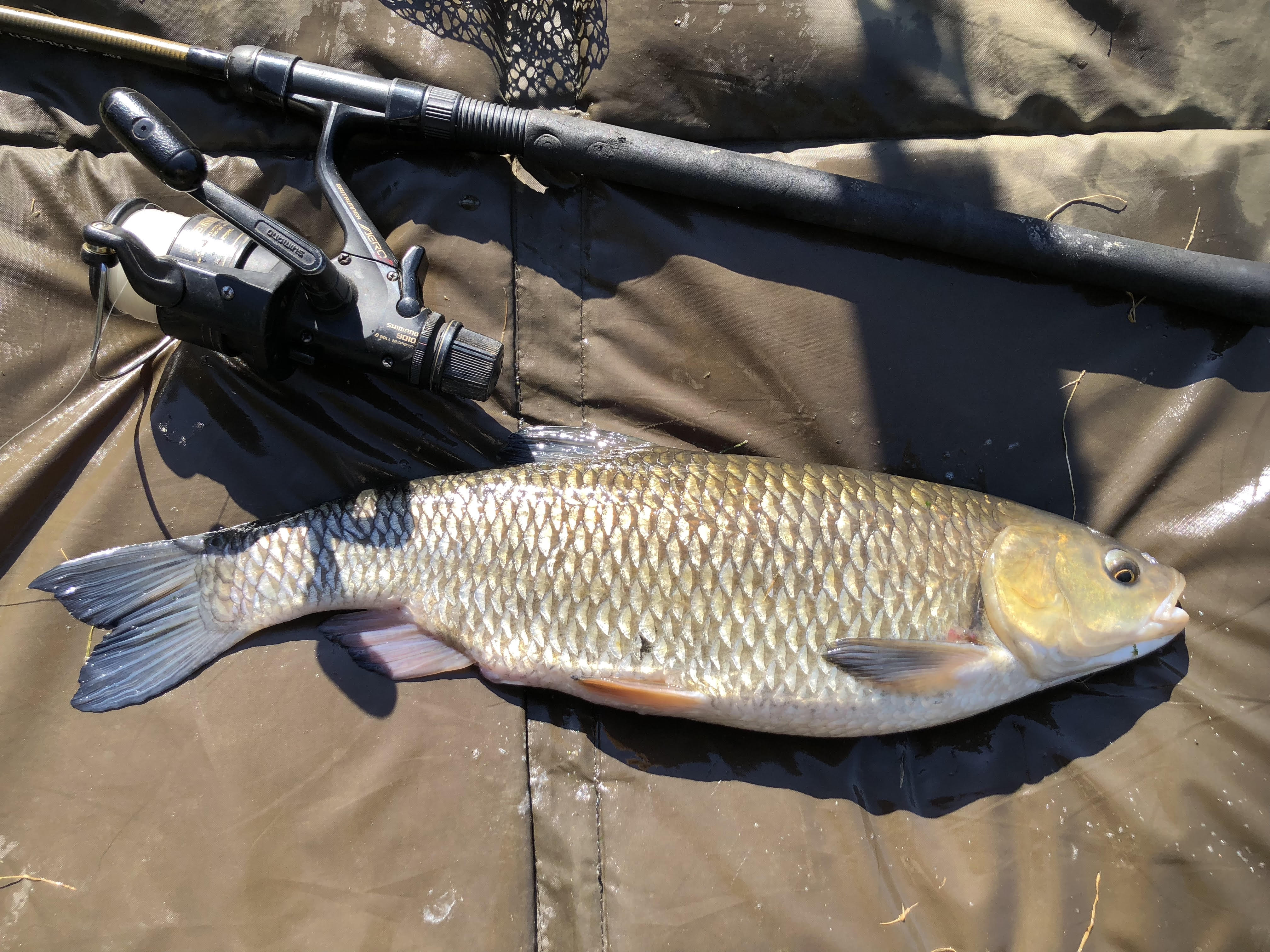 chub-fishing-on-the-river-lea