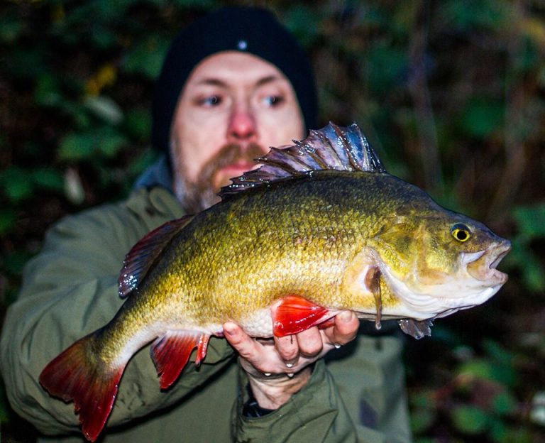 big perch fishing | tactics and methods on rivers and stillwaters