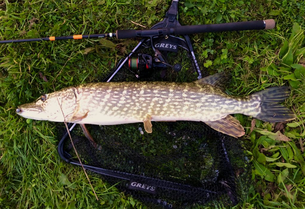 Big Pike on lures fishing in the lea valley in winter perch