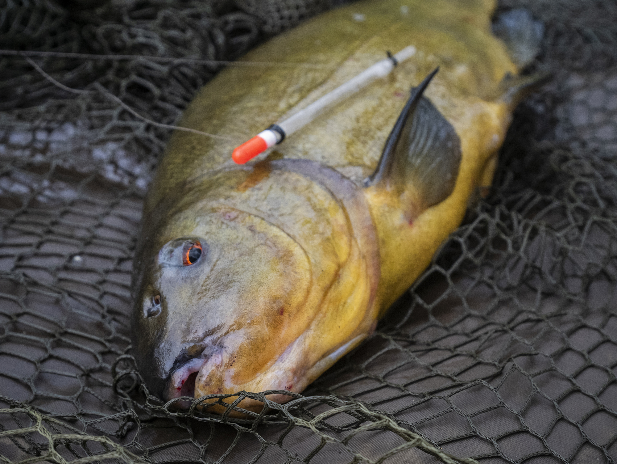Tench Fishing in Hertfordshire on simple float tactics