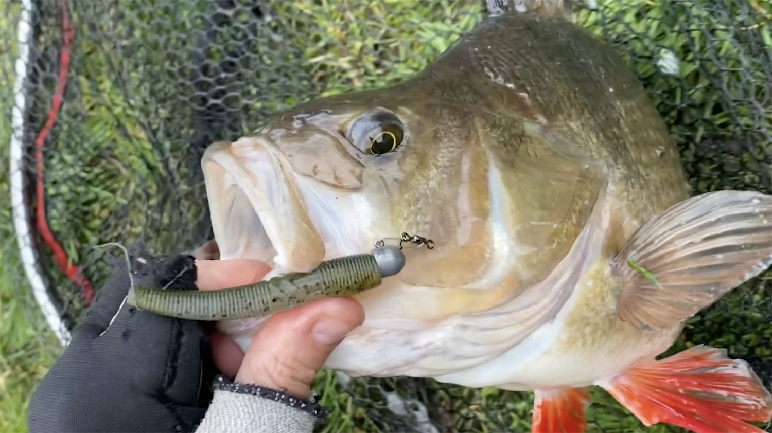 Perch Fishing The Ned Rig - Finesse tackle and approach