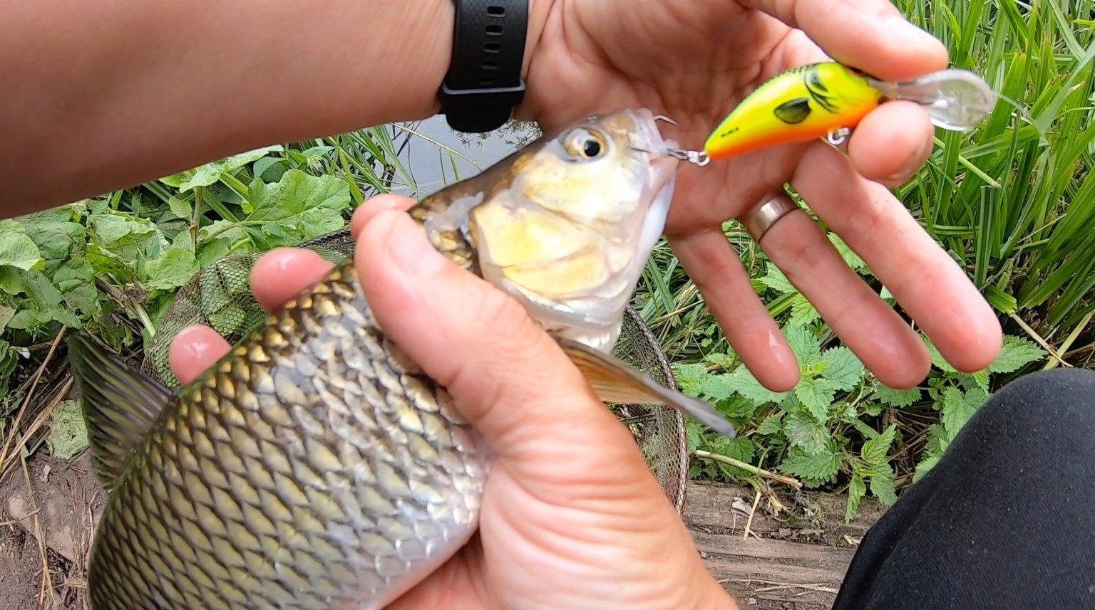 Chub Fishing with Lures