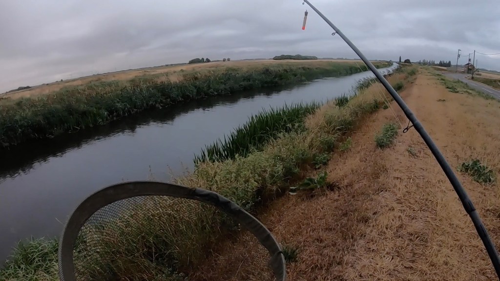 Rudd fishing in the Fens - Life on the bank