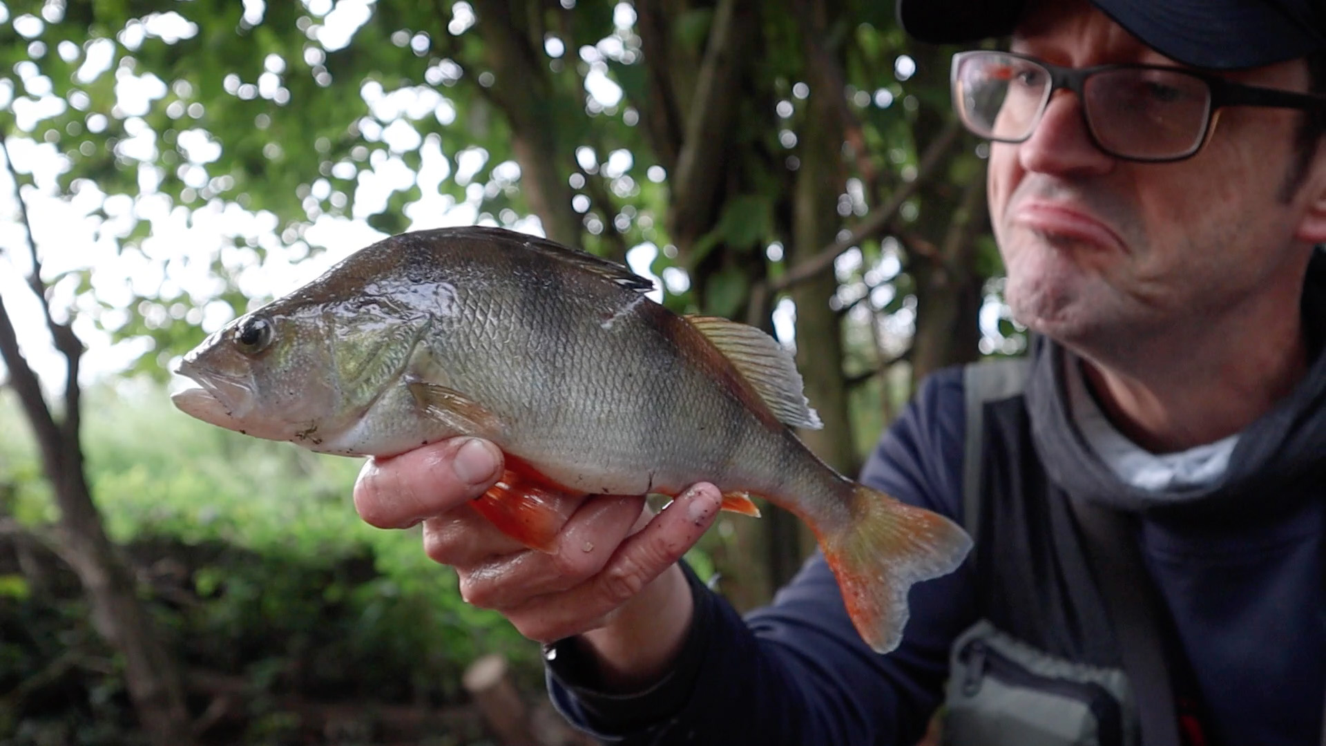 Small-Perch - Life on the bank