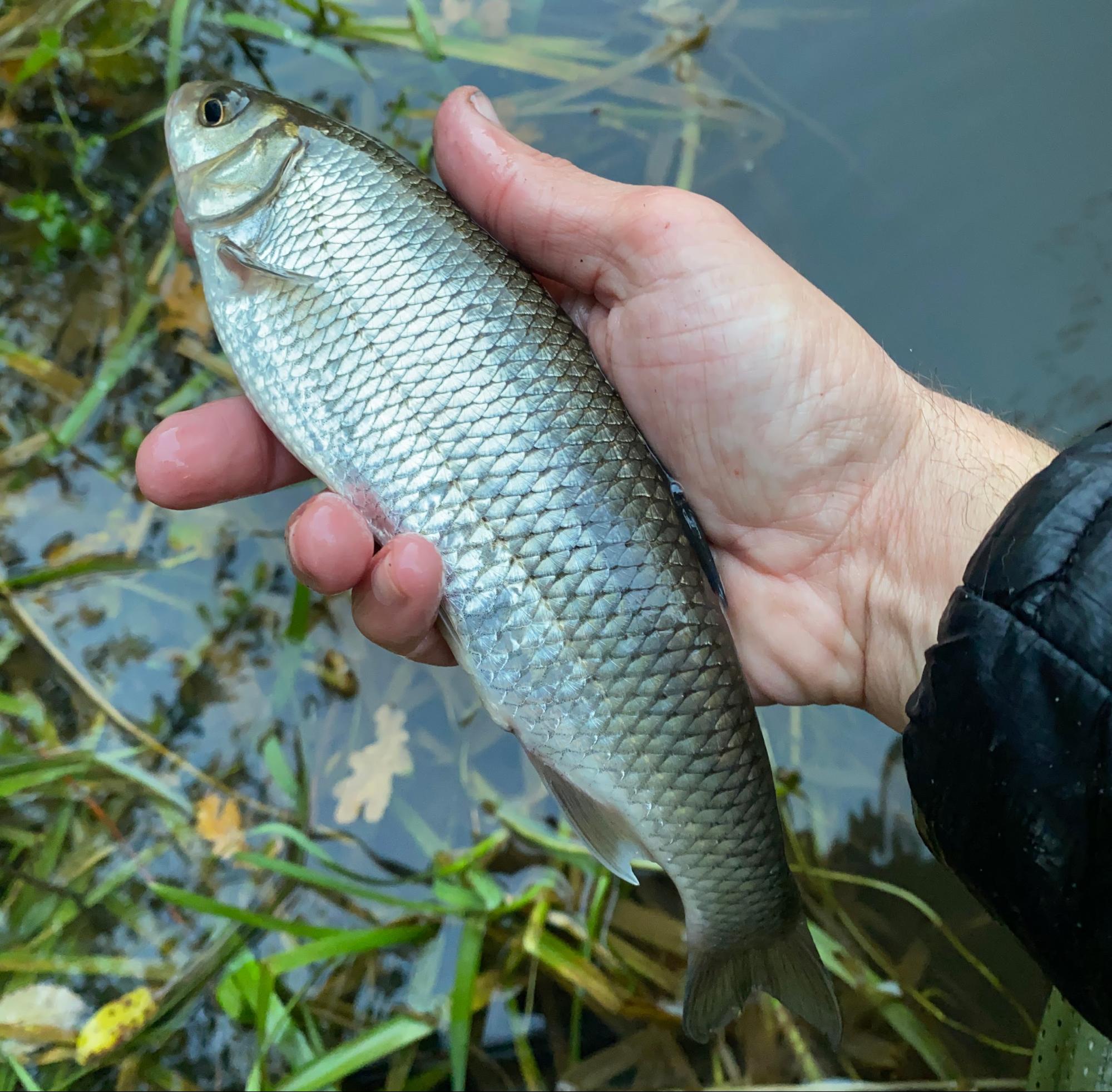 Dace Fishing with the Trudex III Centrepin - Life on the bank