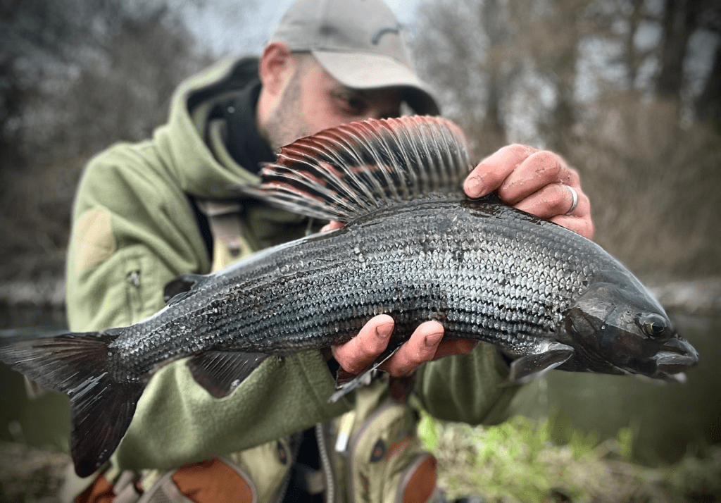 How to catch big river roach - Life on the bank
