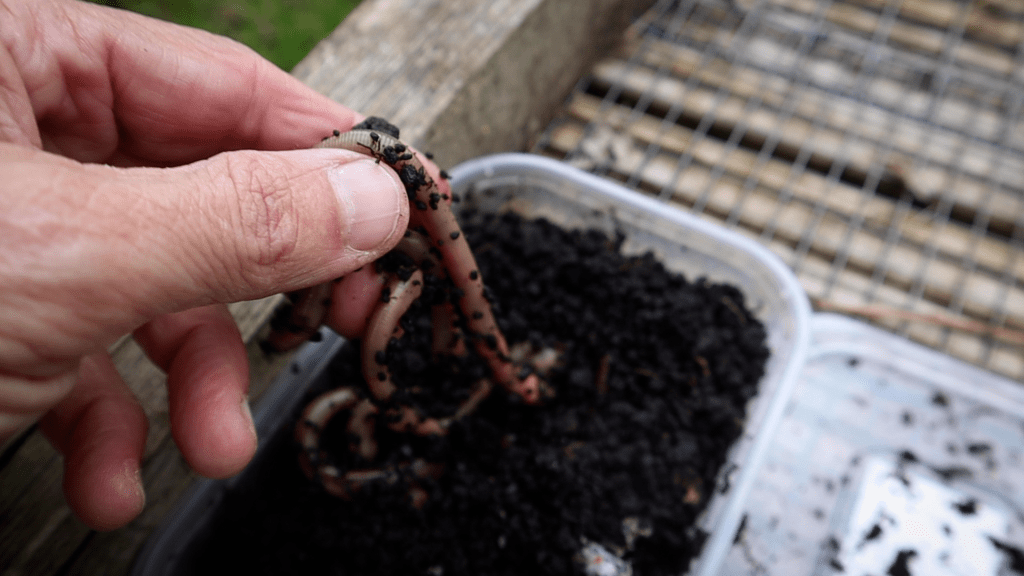 Early season tench from shallow lakes