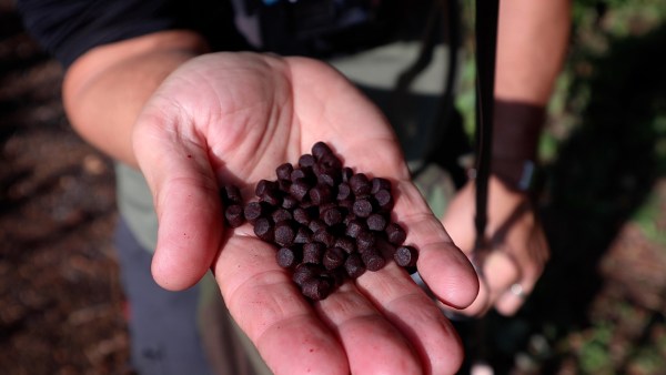 Tench Worm Kebab Rig - Life on the bank