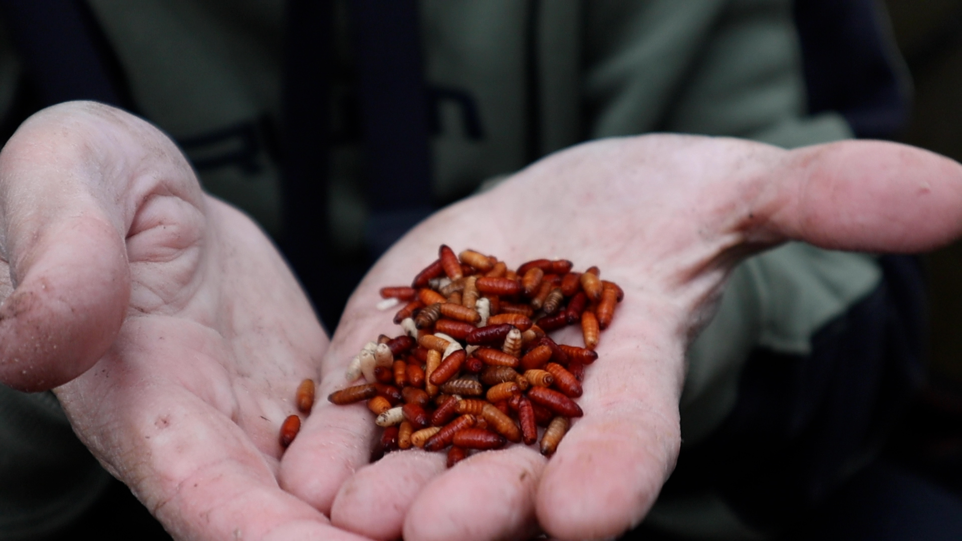 Early Season Tench Fishing: A Simple Guide - Life on the bank