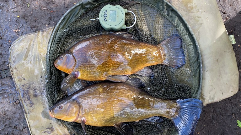 Early Season Tench Fishing: A Simple Guide - Life on the bank