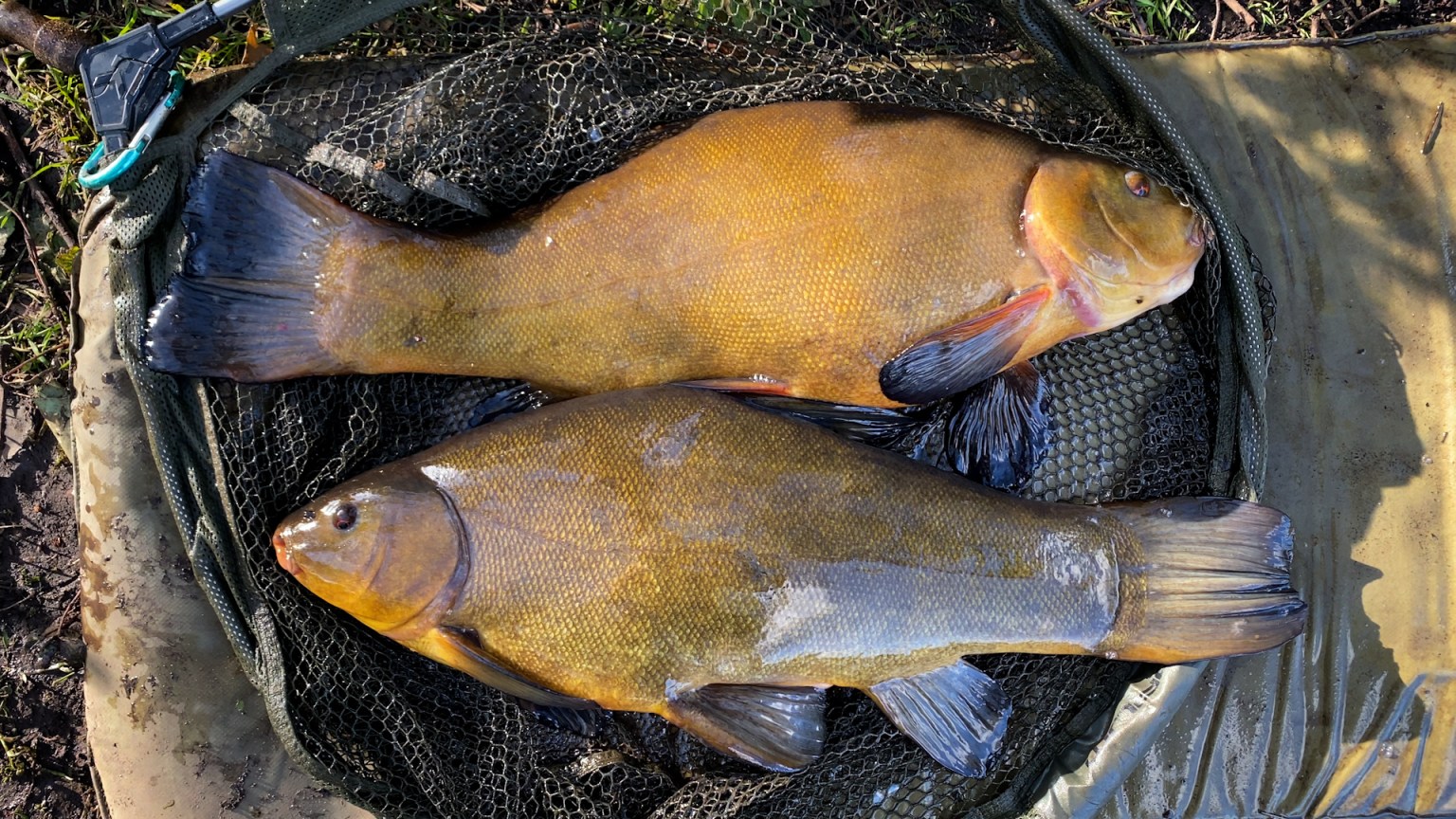 Early Season Tench Fishing: A Simple Guide - Life on the bank