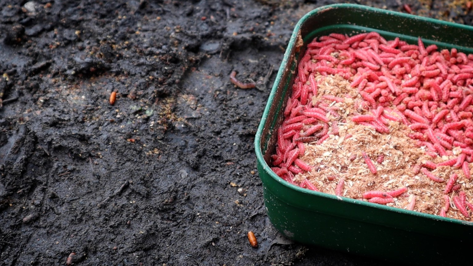 Early Season Tench Fishing: A Simple Guide - Life on the bank