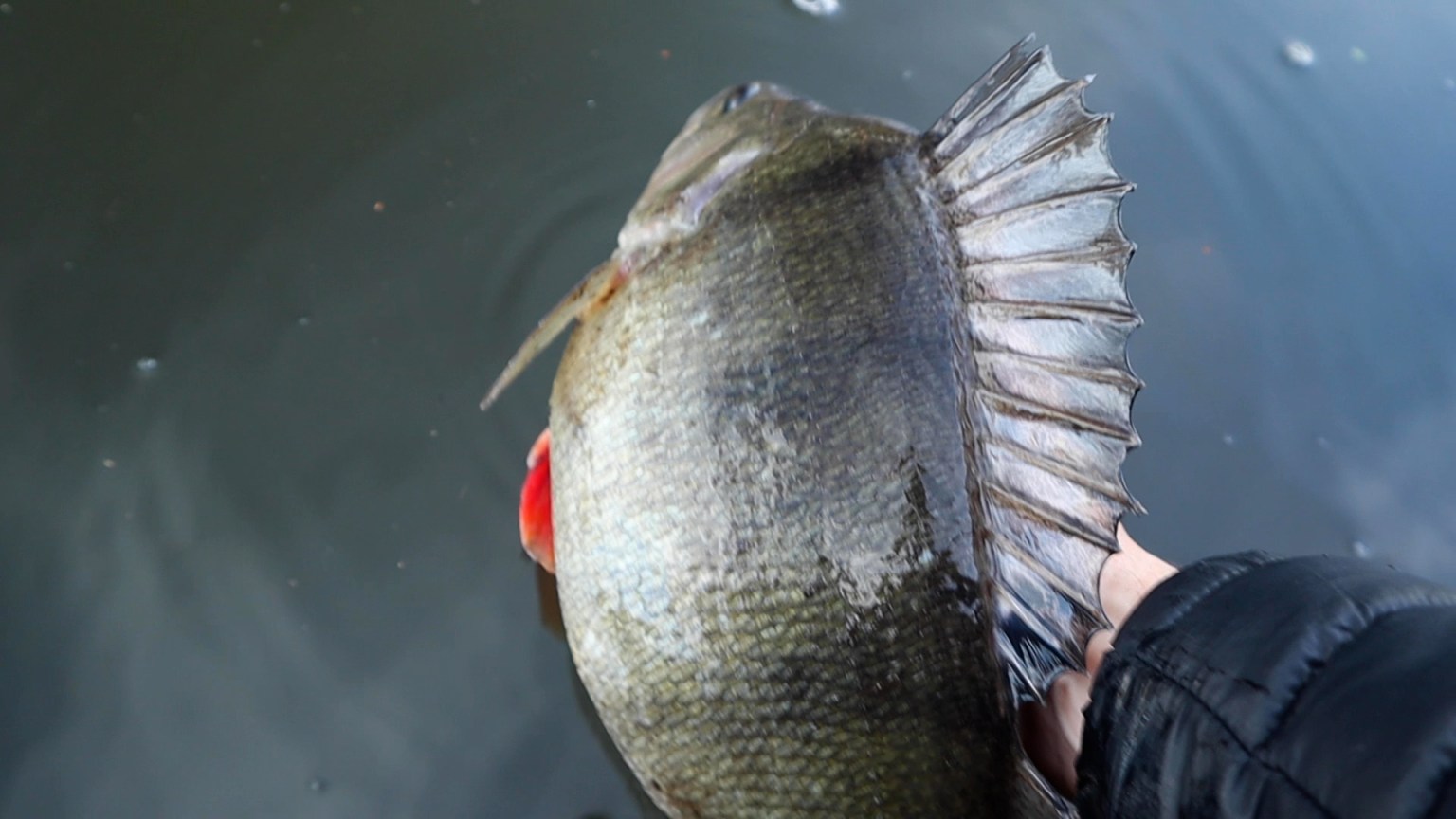 Beyond Carp: Exploring Other Exciting Coarse Fish Species - Life on the ...