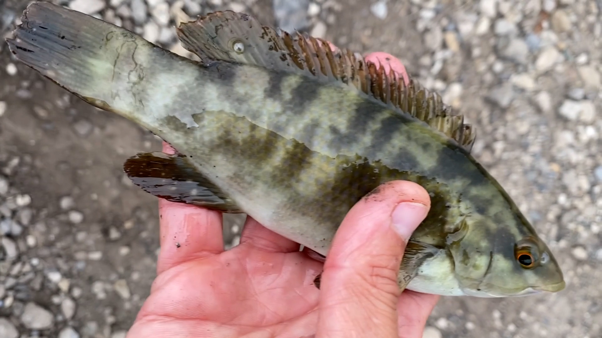 Wrasse Fishing in Dorset: A Perch Angler's Adventure - Life on the bank