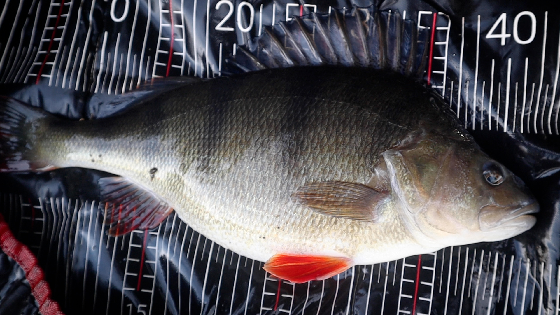 Are Big Perch Lazy? - Life on the bank