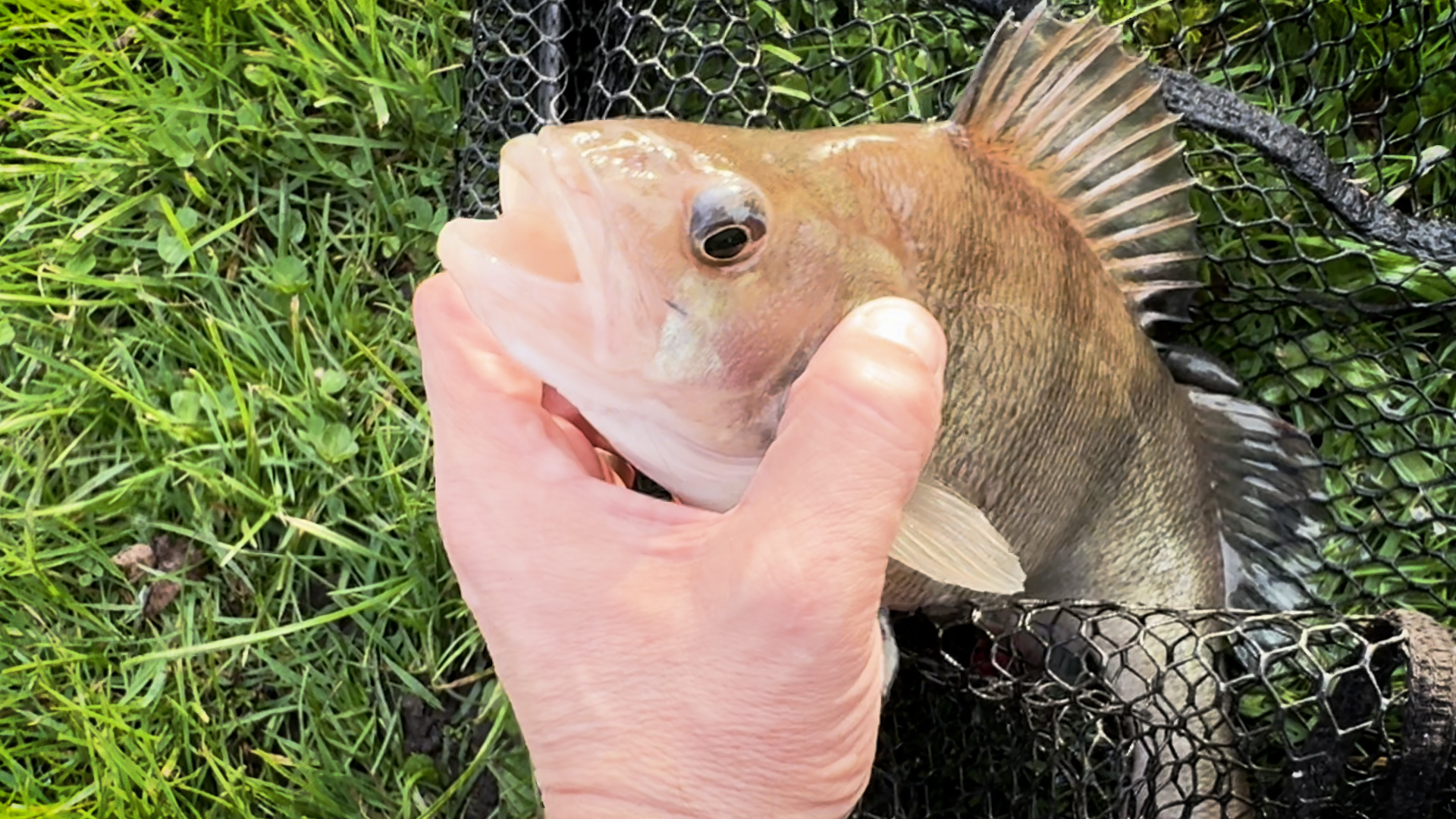 Perch Fishing in Coloured Water with Lures - Life on the bank